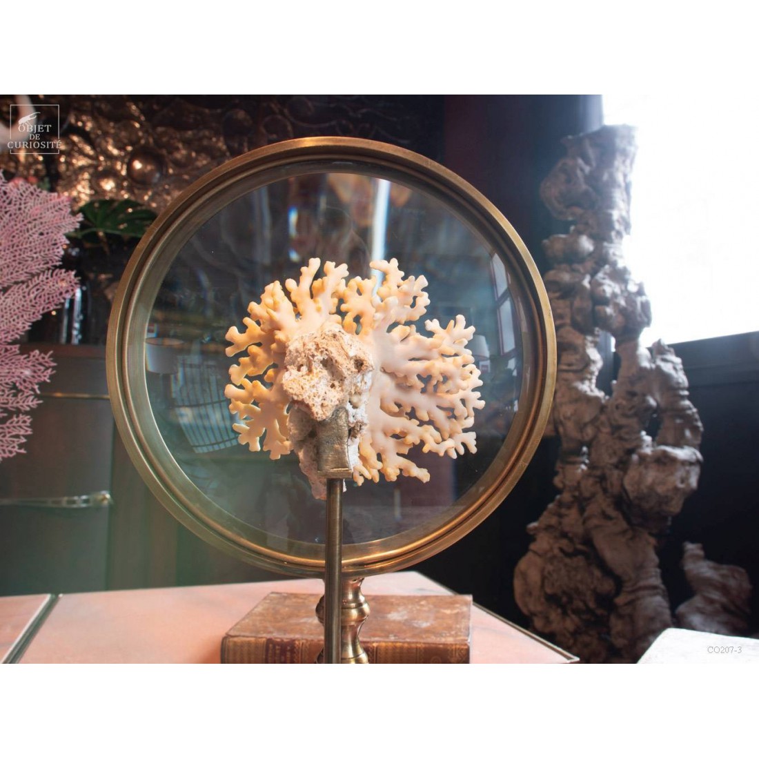 Natural beige coral of Madagascar -DISTICHOPORA SP-