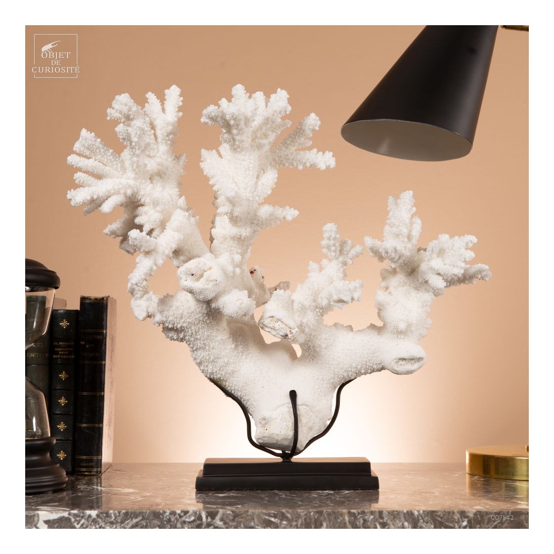 Corail blanc branch - ACROPORA FLORIDA - sur base noire