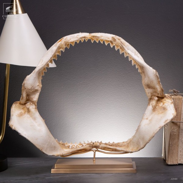 Machoire de requin Carcharhinus Obscurus, base laiton