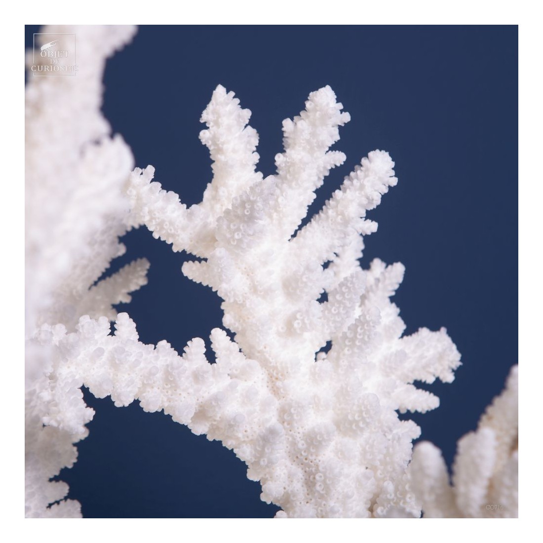 Grand corail blanc branche - ACROPORA FLORIDA - base noire