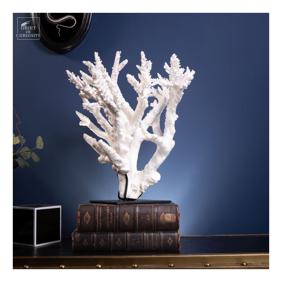 Grand corail blanc branche - ACROPORA FLORIDA - base noire