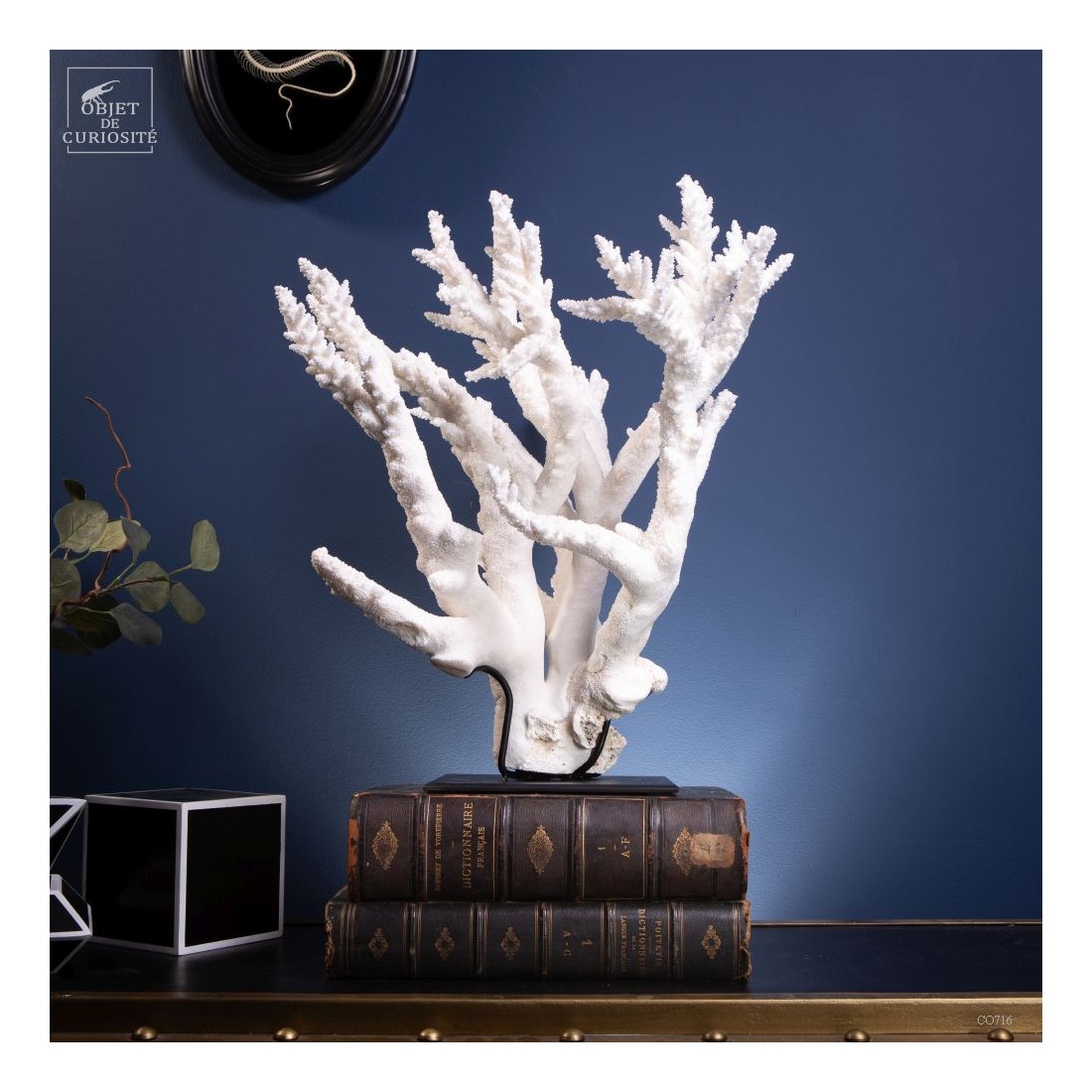 Grand corail blanc branche - ACROPORA FLORIDA - base noire