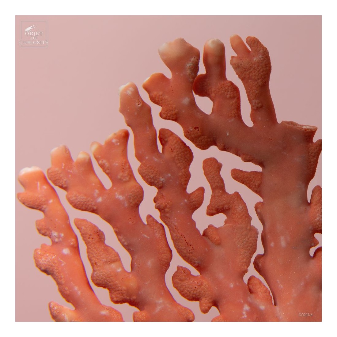 Natural orange coral from Madagascar -DISTICHOPORA SP-