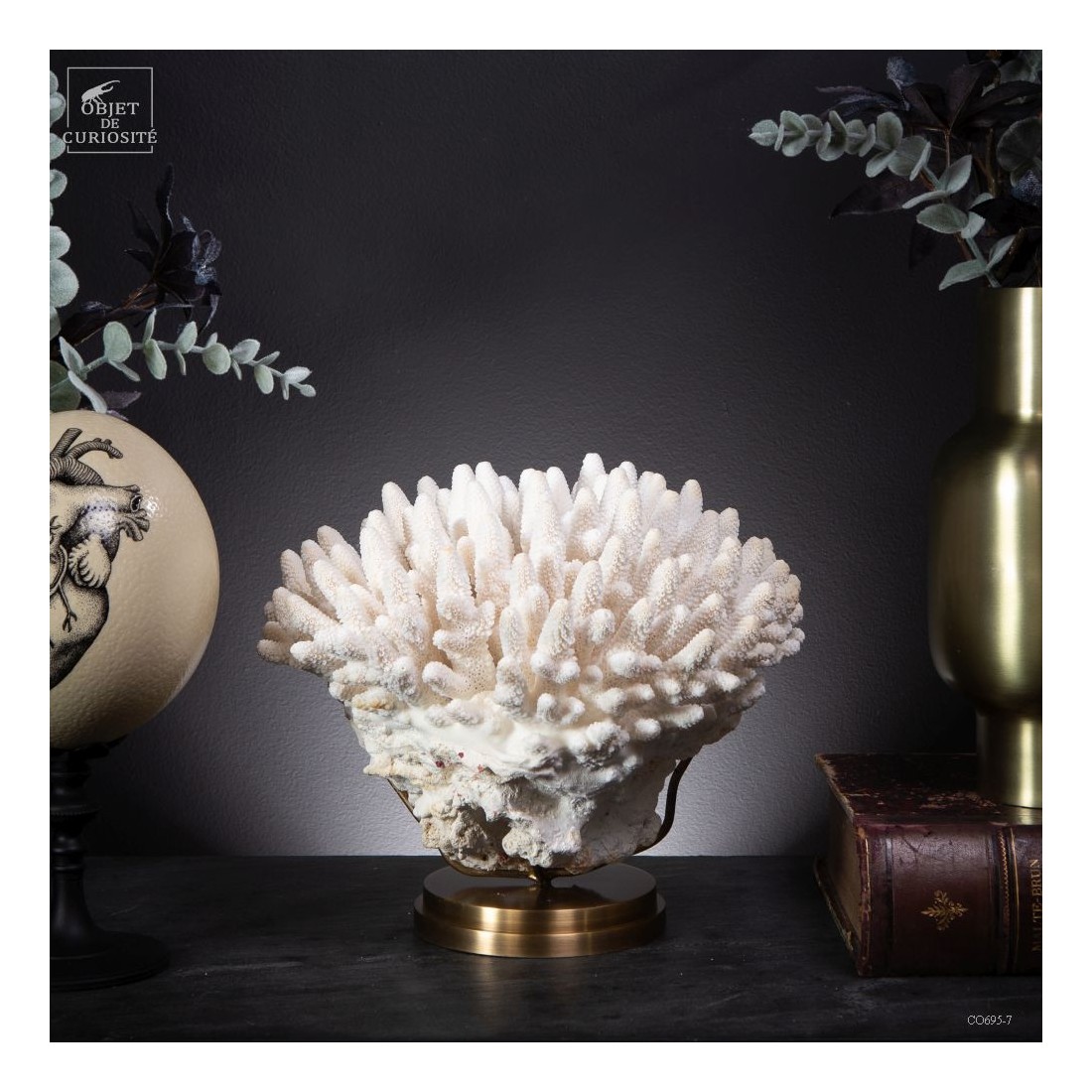 Corail blanc Finger ACROPORA HUMILIS, base ronde