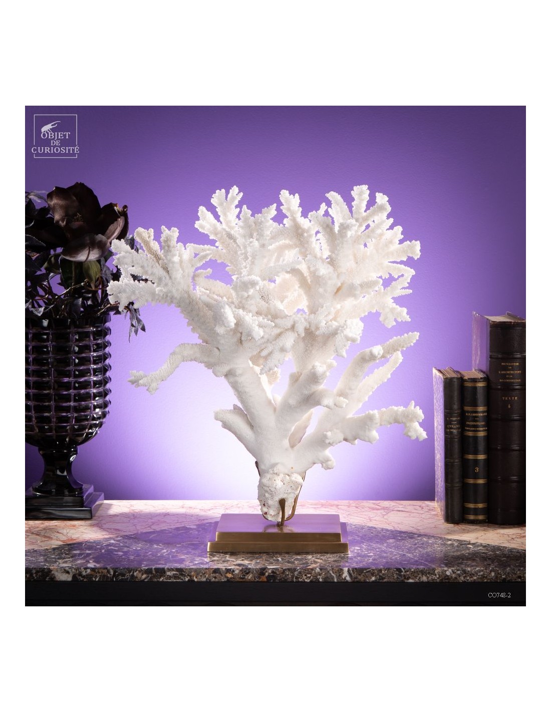 Corail blanc branch - ACROPORA FLORIDA