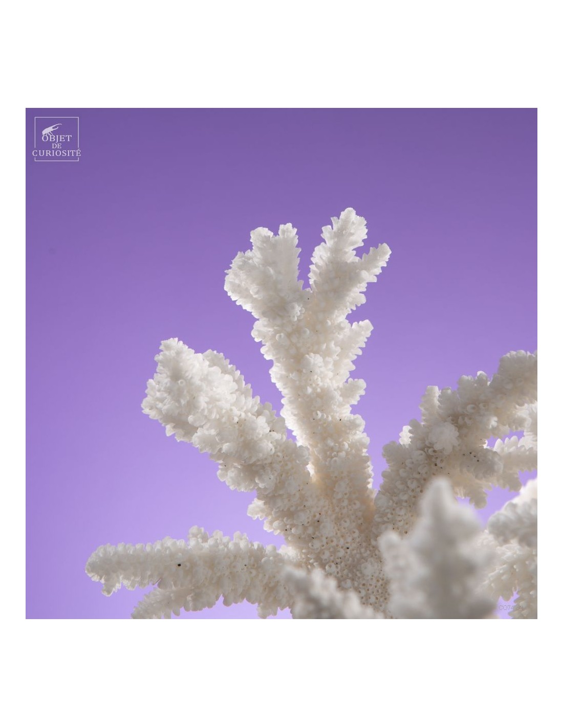 Corail blanc branch - ACROPORA FLORIDA