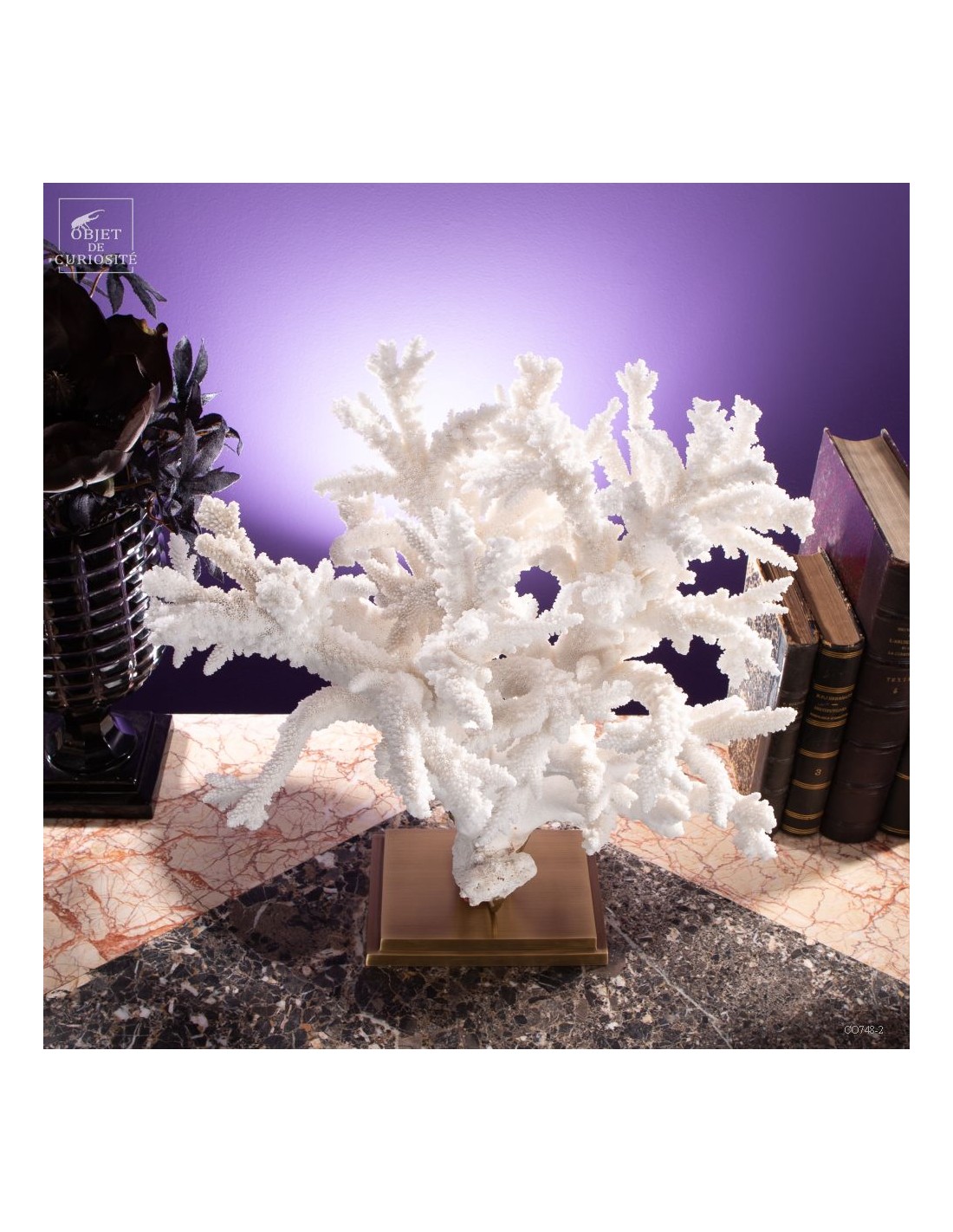 Corail blanc branch - ACROPORA FLORIDA