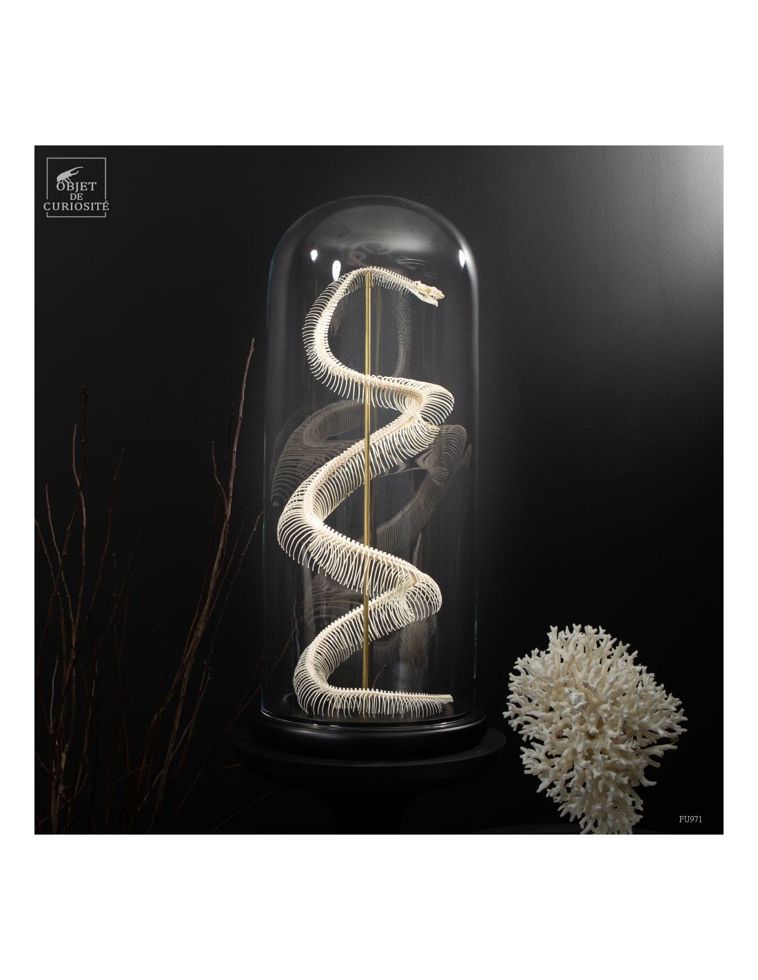 Skeleton of BOA CONSTRICTOR