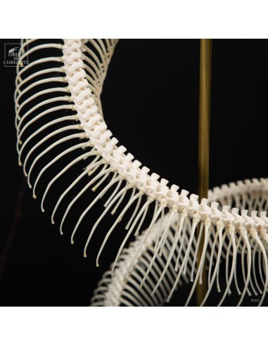 Skeleton of BOA CONSTRICTOR