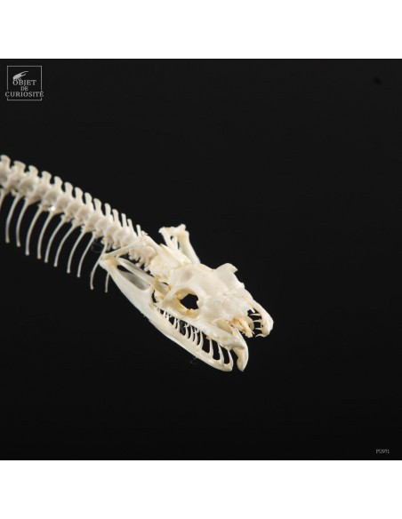 Skeleton of BOA CONSTRICTOR