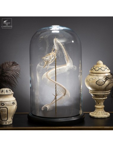 Skeleton of a Dragon-chimera