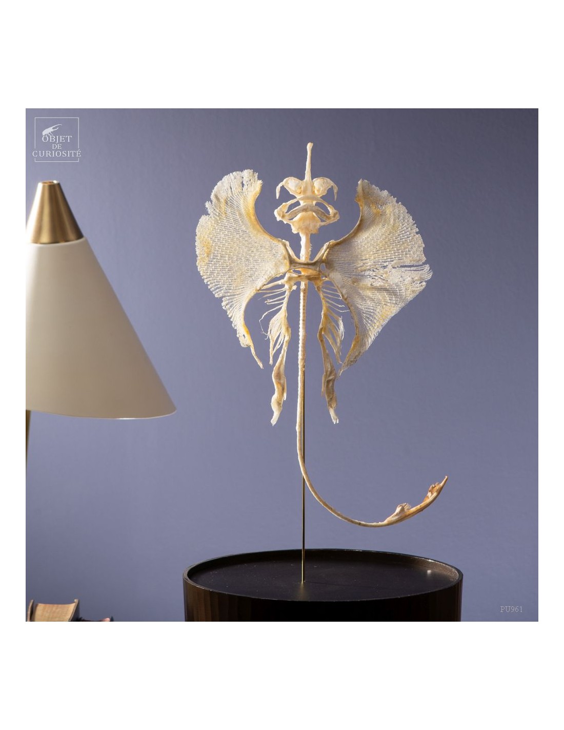 Squelette de raie sous globe gélule