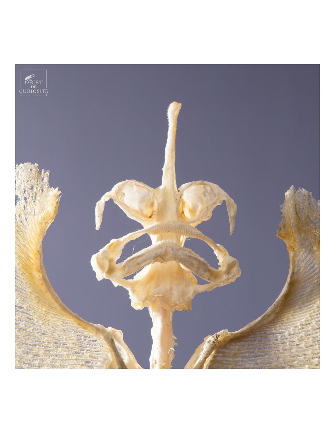 Squelette de raie sous globe gélule