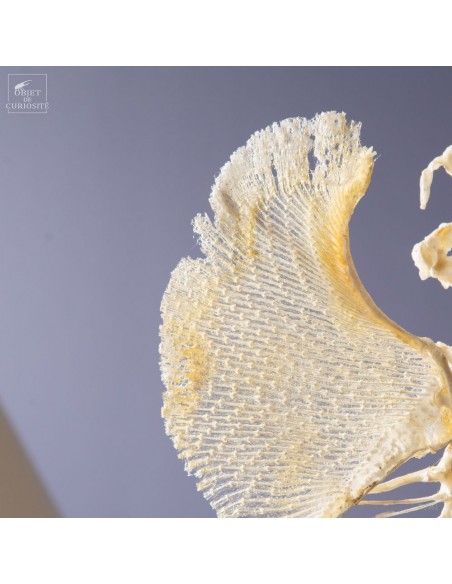 Squelette de raie sous globe gélule