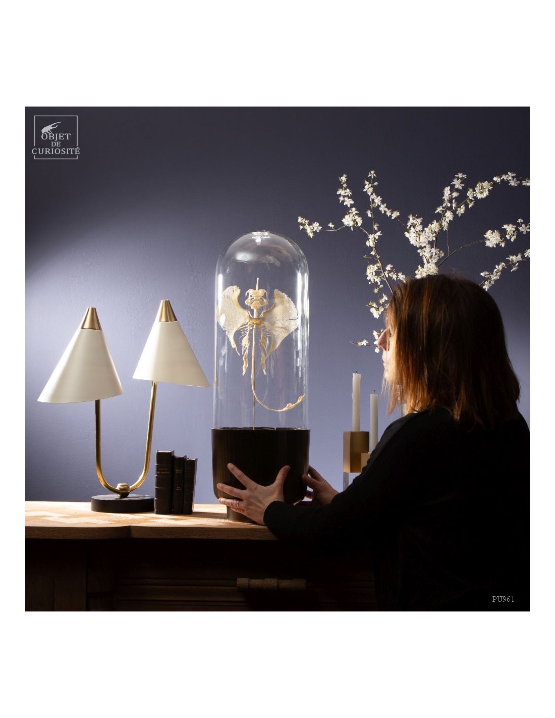 Squelette de raie sous globe gélule