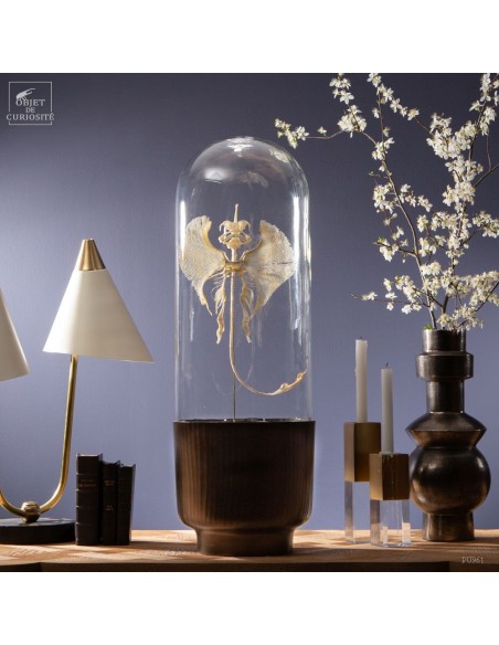 Squelette de raie sous globe gélule