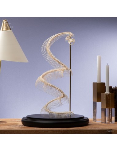 Skeleton of BOA CONSTRICTOR