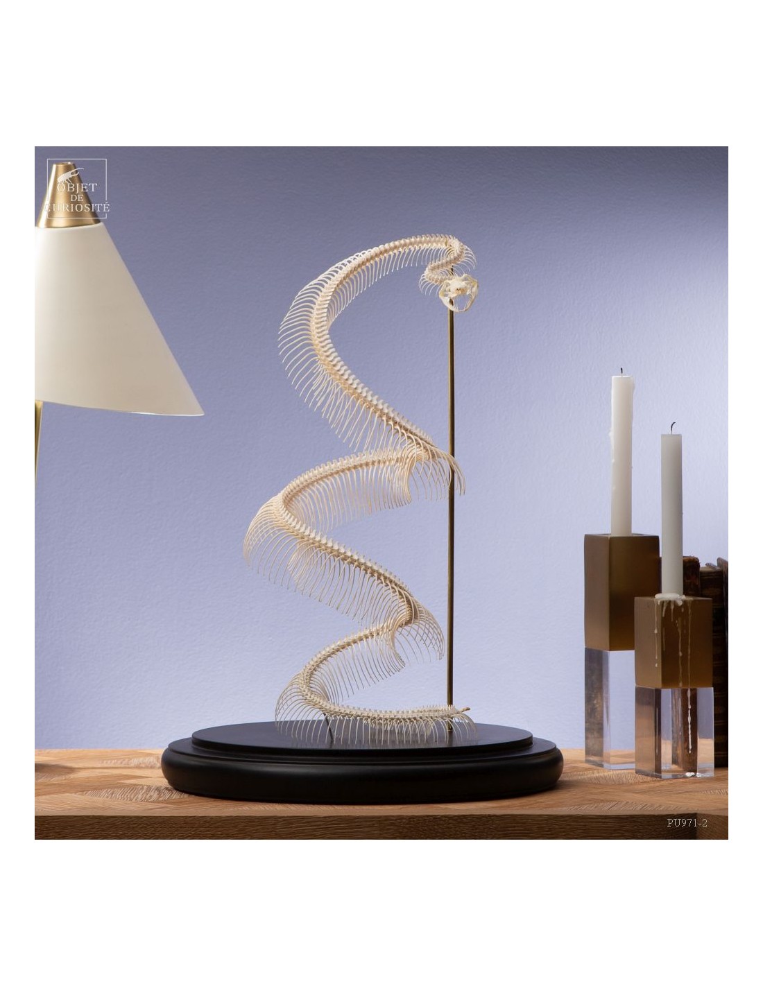 Skeleton of BOA CONSTRICTOR