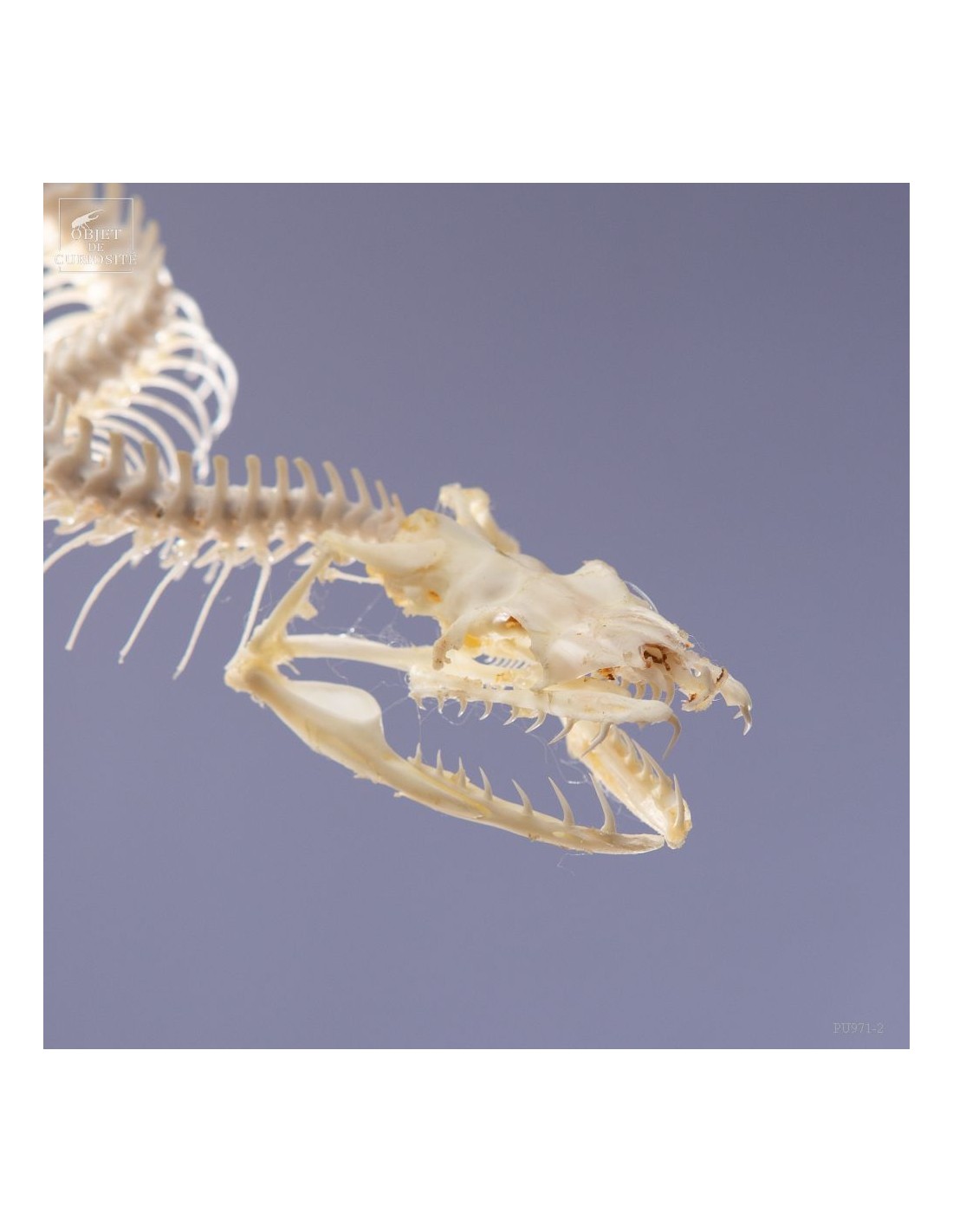 Skeleton of BOA CONSTRICTOR