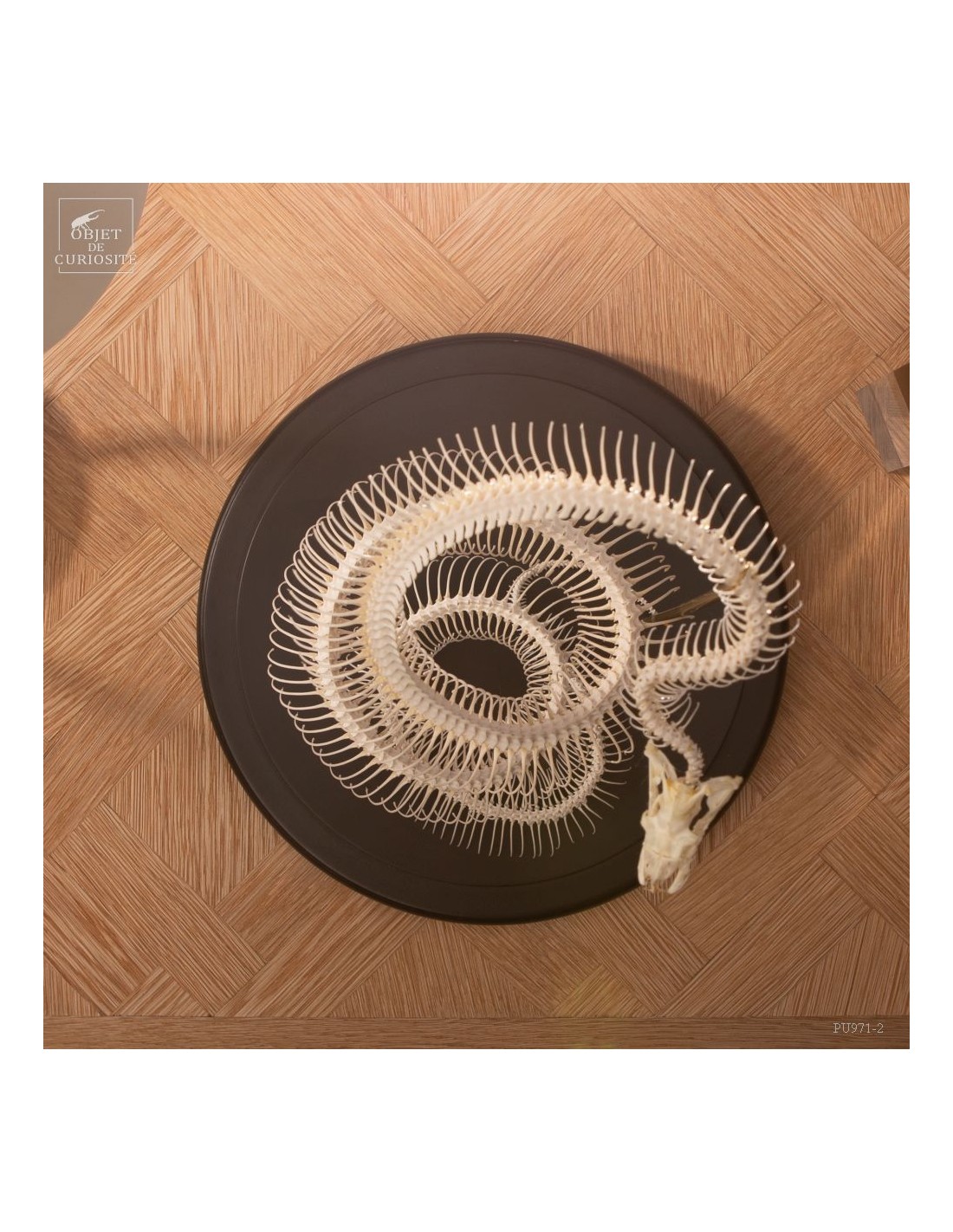 Skeleton of BOA CONSTRICTOR