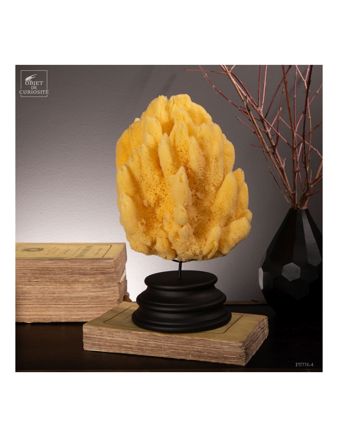 Hardhead sponge on black base