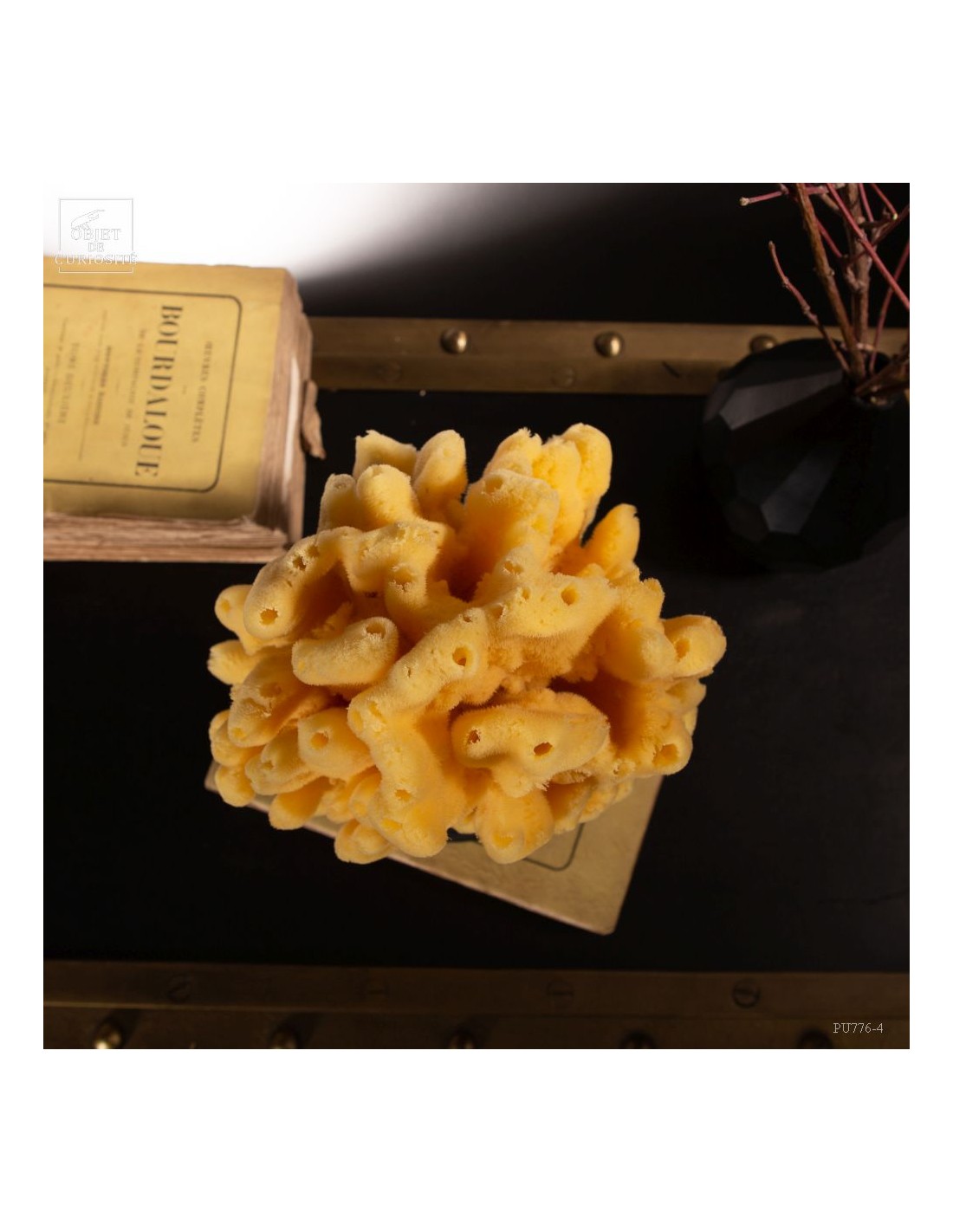 Hardhead sponge on black base