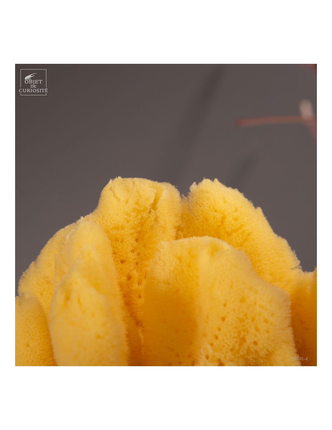 Hardhead sponge on black base