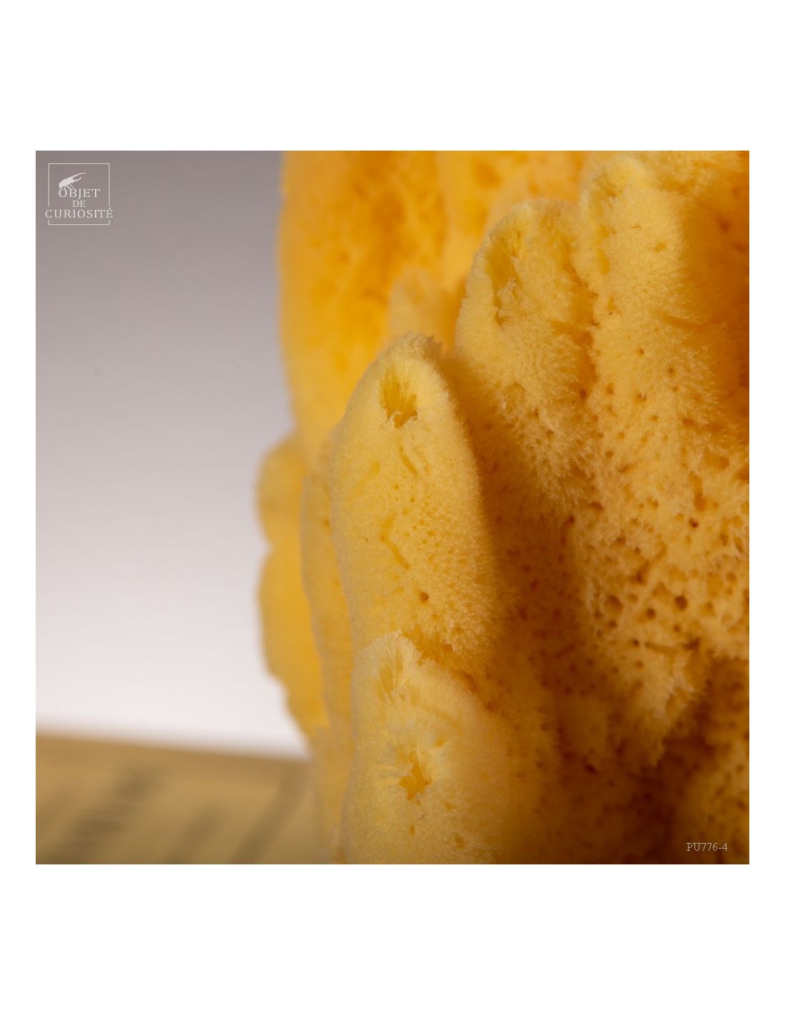 Hardhead sponge on black base