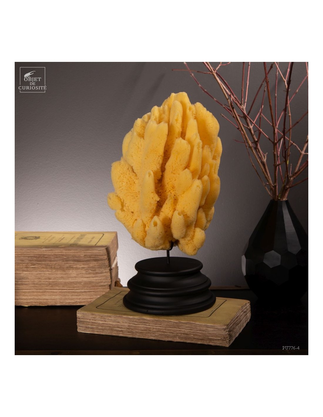 Hardhead sponge on black base