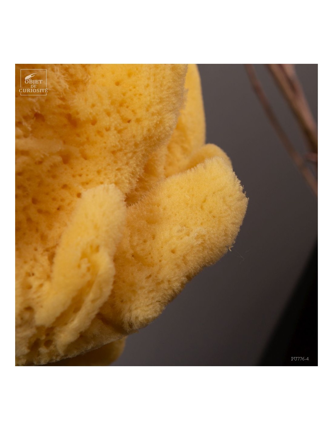 Hardhead sponge on black base