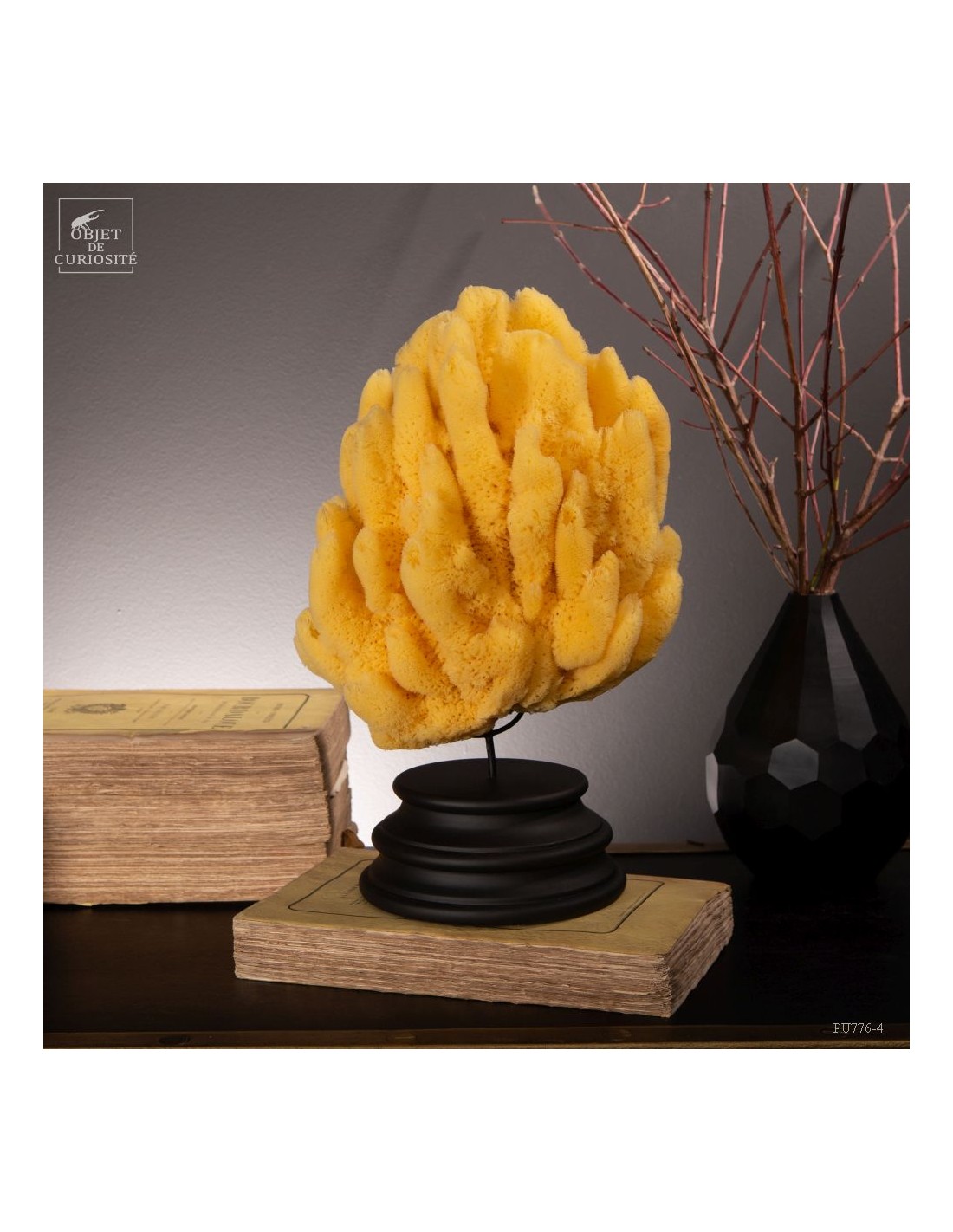 Hardhead sponge on black base