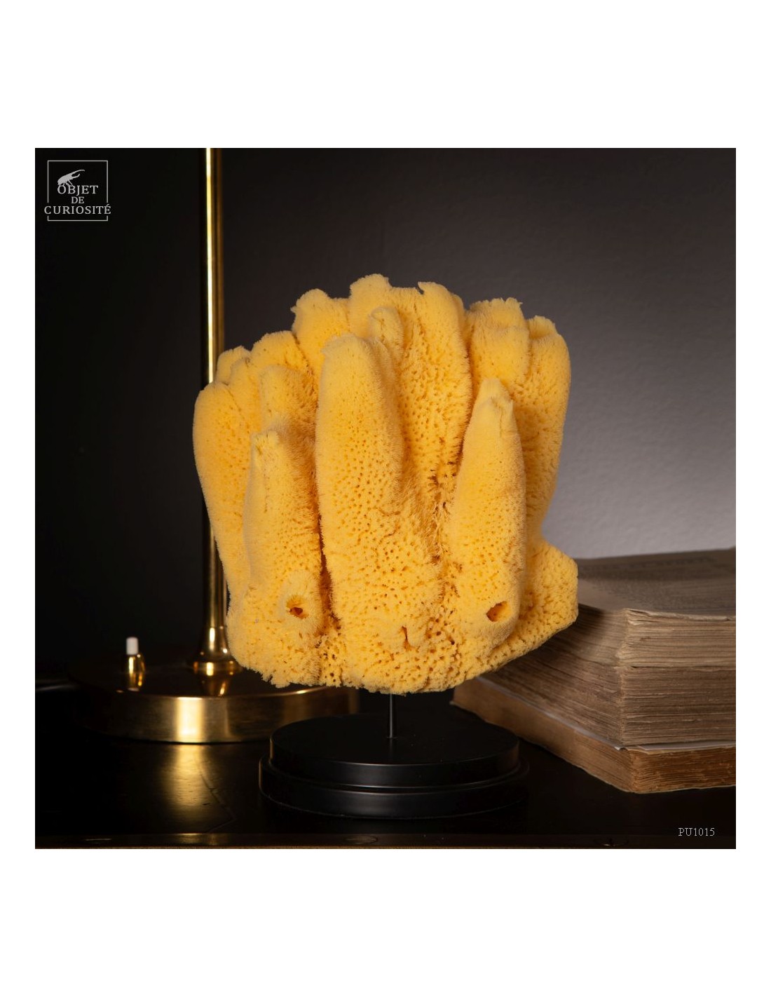 Hardhead sponge on black base