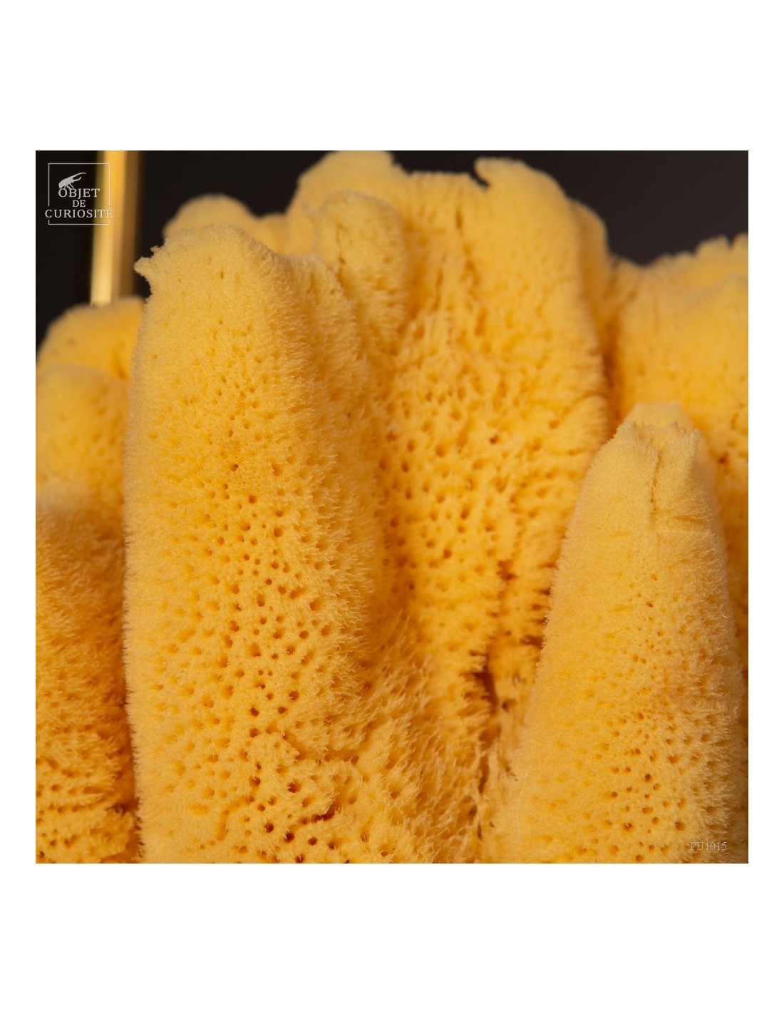 Hardhead sponge on black base