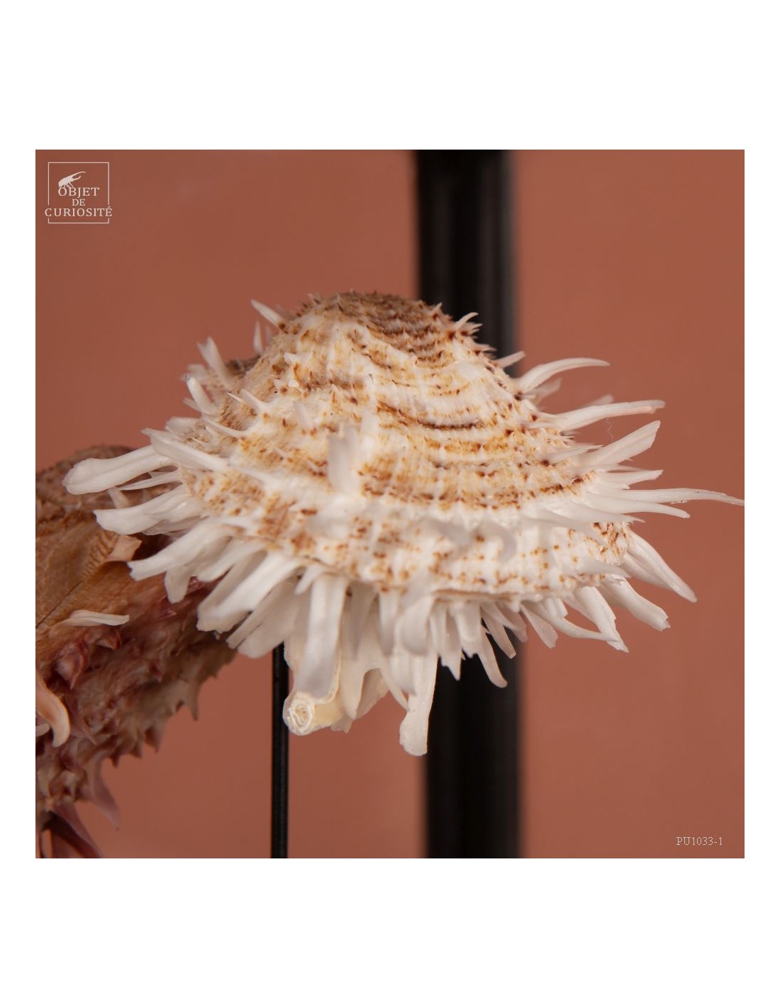 Spondyle regius (spiny shell) IN COUPLE, in glass box