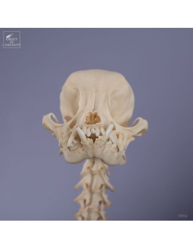 Chiwawa skeleton on black wood base.