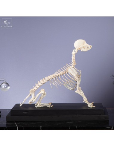 Chiwawa skeleton on black wood base.