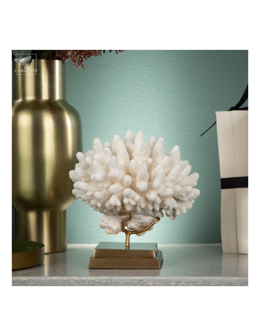 Corail blanc Finger ACROPORA HUMILIS sur socle noir