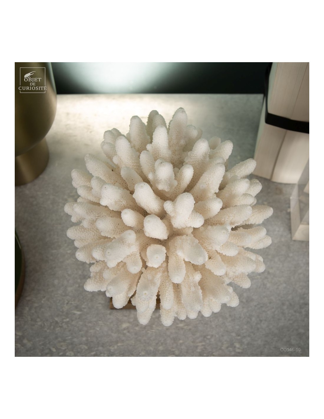 Corail blanc Finger ACROPORA HUMILIS sur socle noir