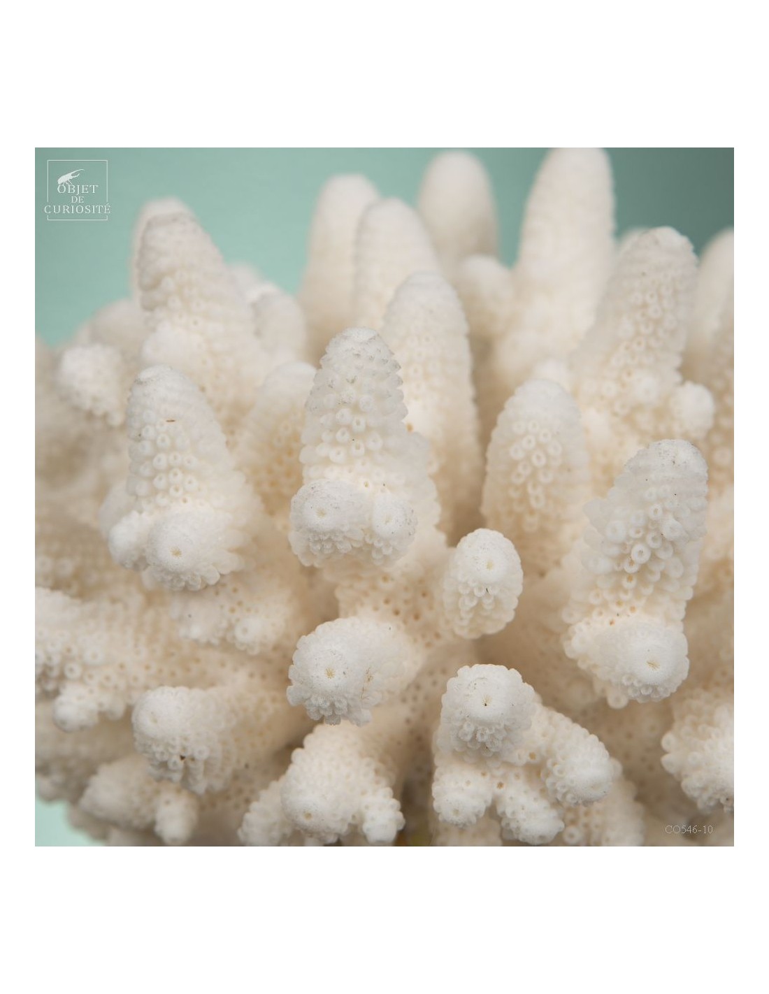 Corail blanc Finger ACROPORA HUMILIS sur socle noir