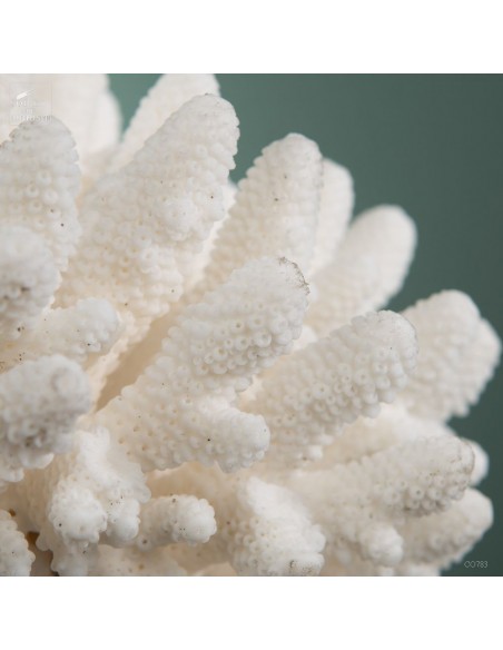 Corail blanc Finger ACROPORA HUMILIS sur base noire