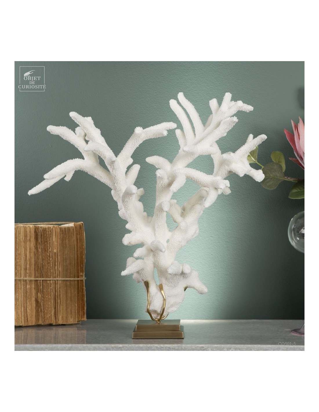 Corail blanc staghorn - ACROPORA NOBILIS