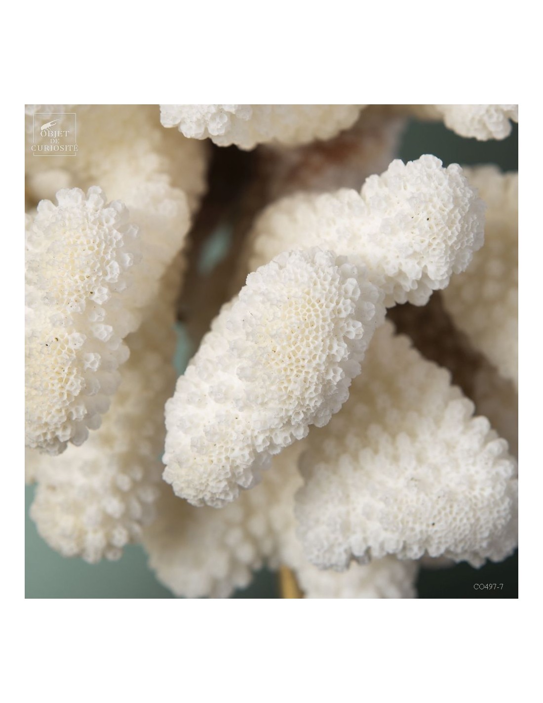 White coral-POCILLOPORA MEANDRINA