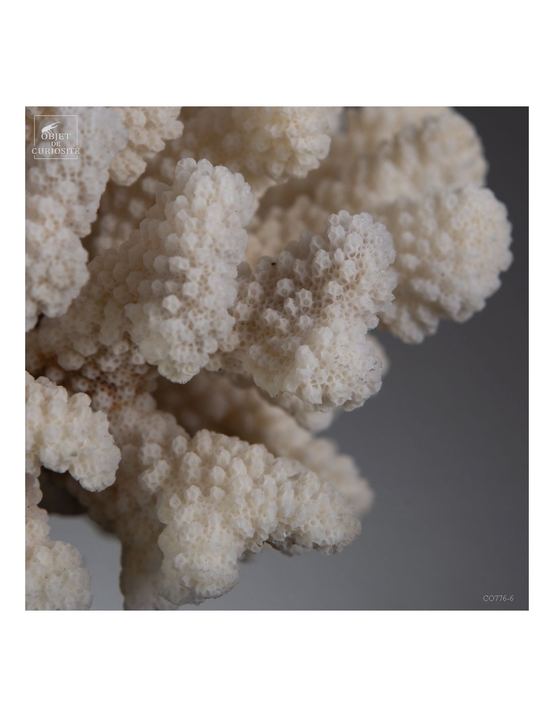 White coral -POCILLOPORA MEANDRINA