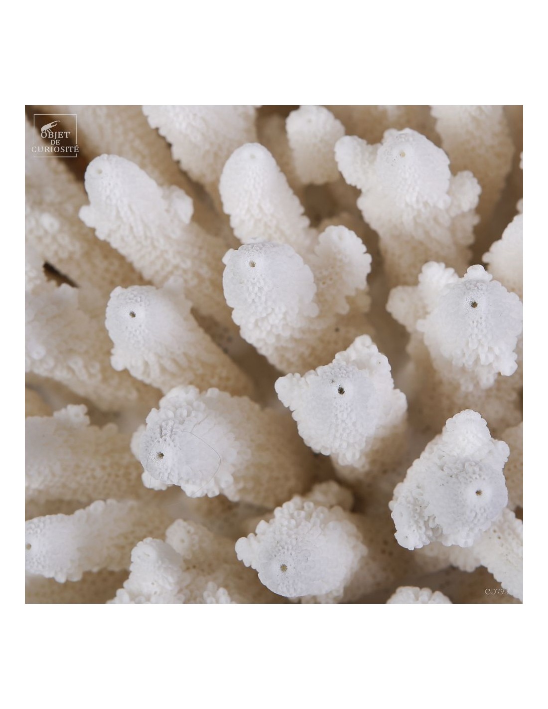 Corail blanc Finger ACROPORA HUMILIS sur laiton