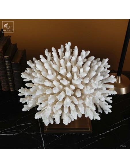 Corail blanc Finger ACROPORA HUMILIS sur laiton