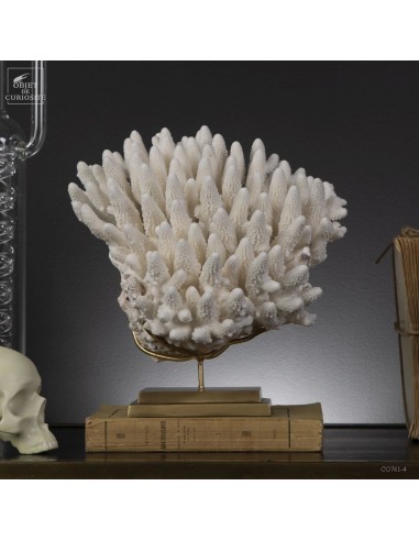 Corail blanc Finger ACROPORA HUMILIS sur laiton