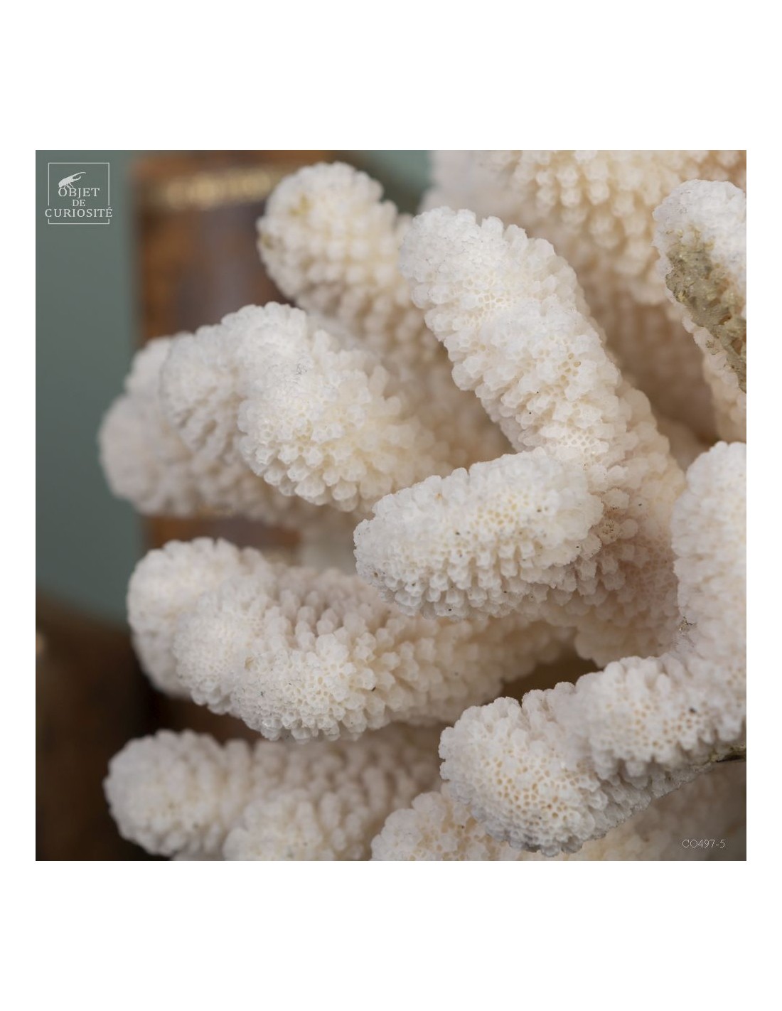 White coral-POCILLOPORA MEANDRINA
