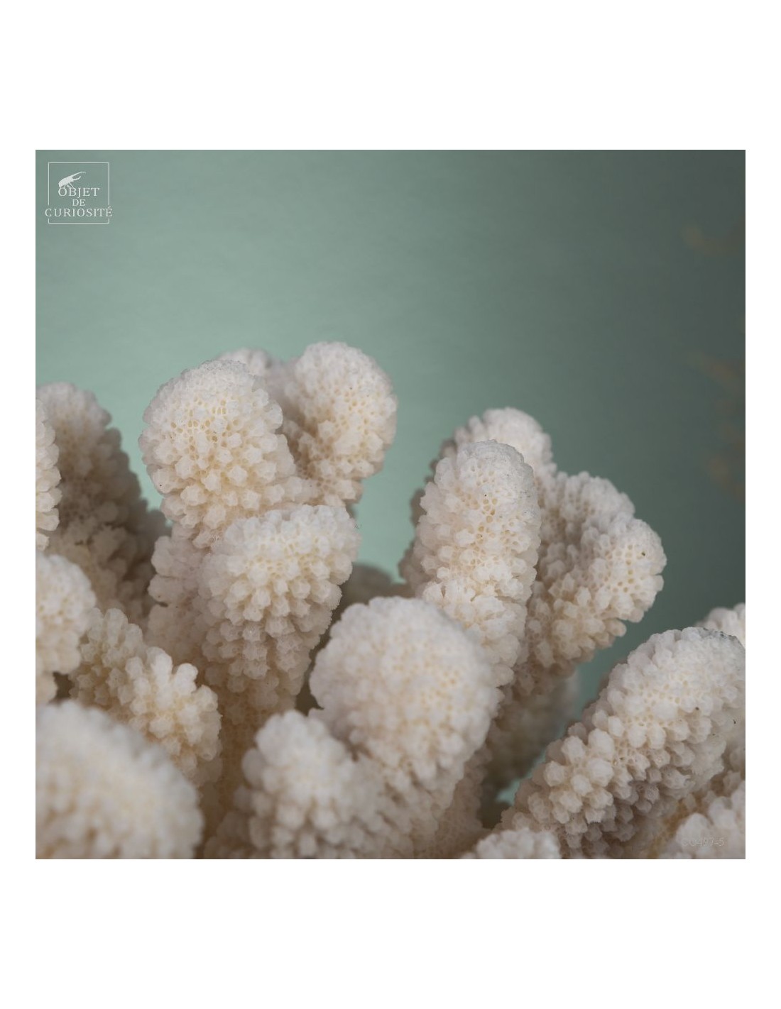 White coral-POCILLOPORA MEANDRINA