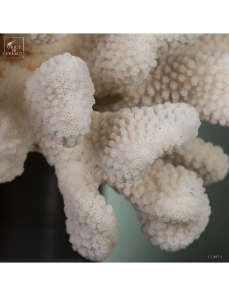 White coral-POCILLOPORA MEANDRINA