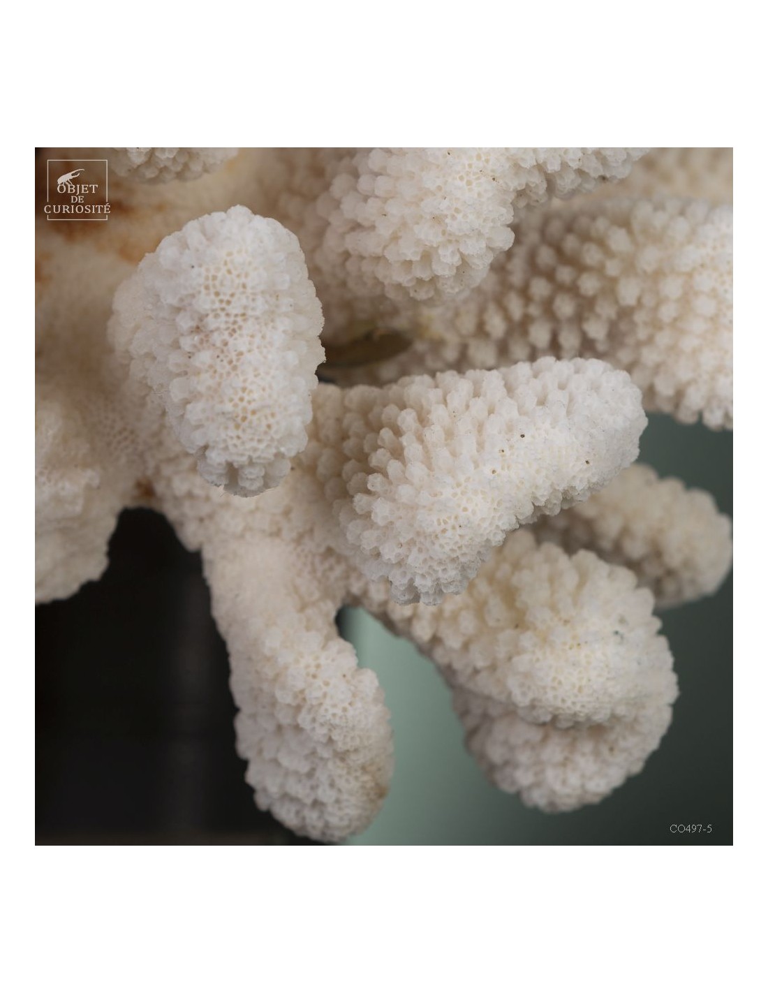 White coral-POCILLOPORA MEANDRINA